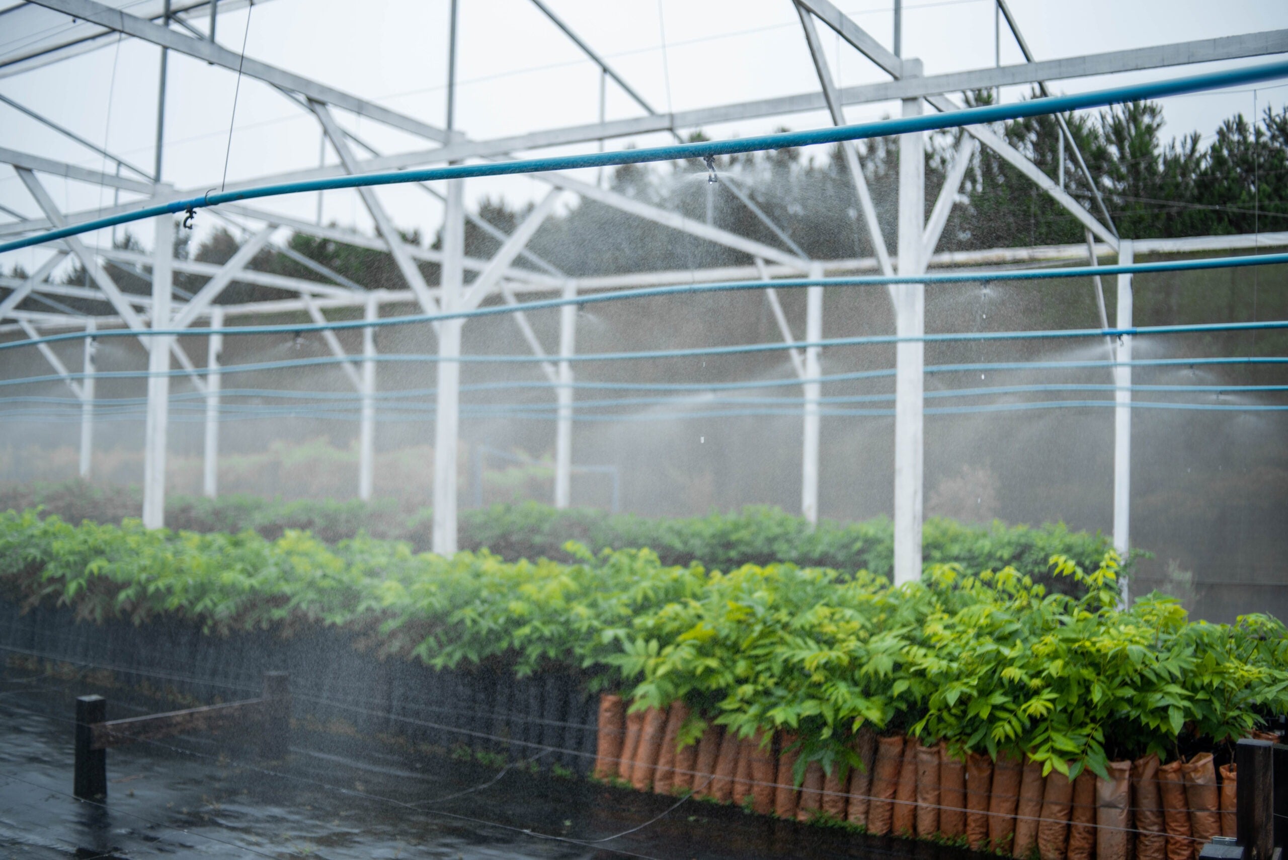 Conheça as Estufas Agrícolas: Tudo o que você Precisa Saber - elysios