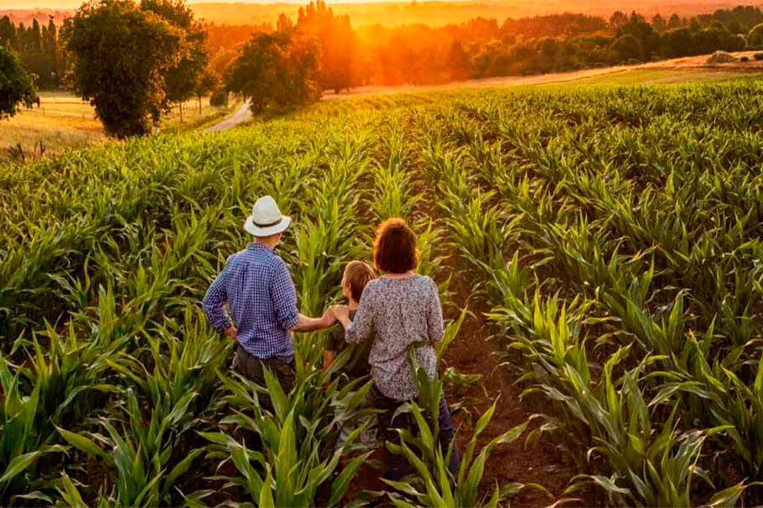 Agricultura familiar: sucesso em cooperação. - elysios