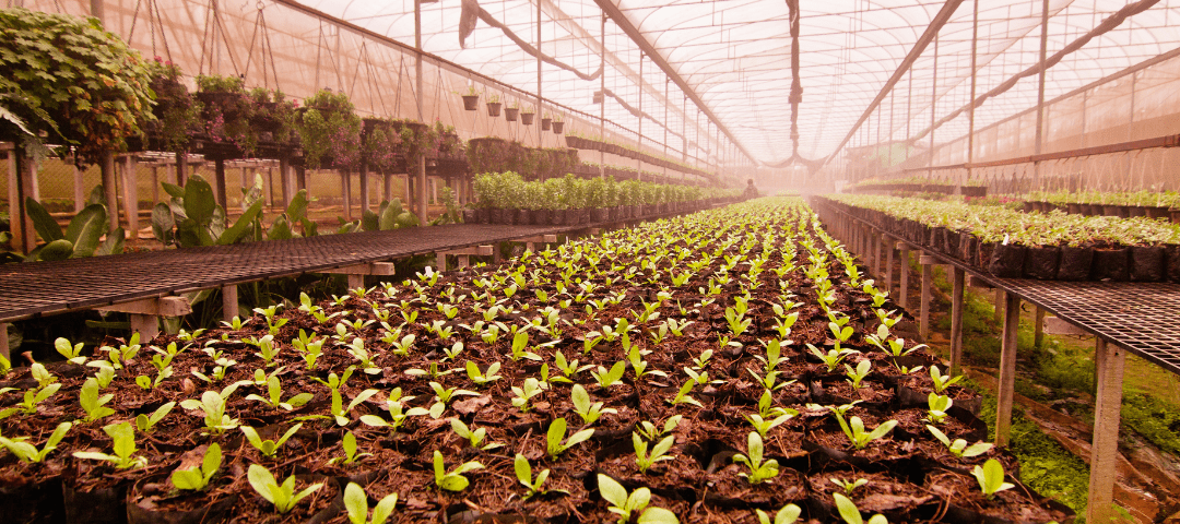 Descubra como construir o melhor viveiro de mudas para as suas plantas ...
