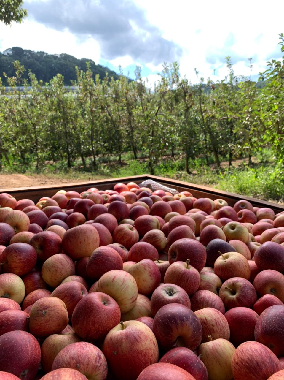 Veja como as novas tecnologias tem ajudado técnicos agrícolas e ...
