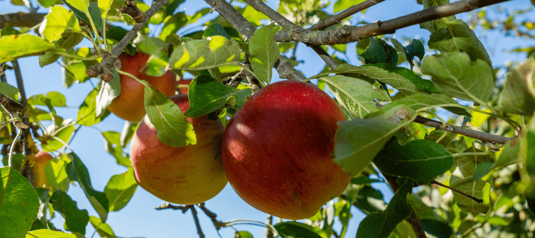 Como as ferramentas digitais auxiliam agricultores a obter ...