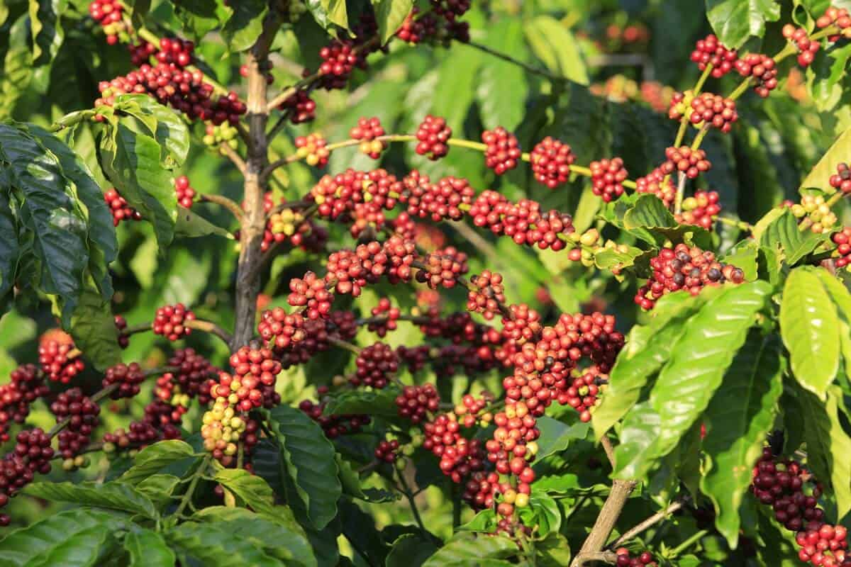 Cultura do Café - elysios